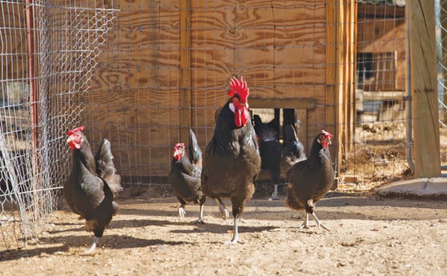 Empordanesa and Penedesenca Chickens - Backyard Poultry